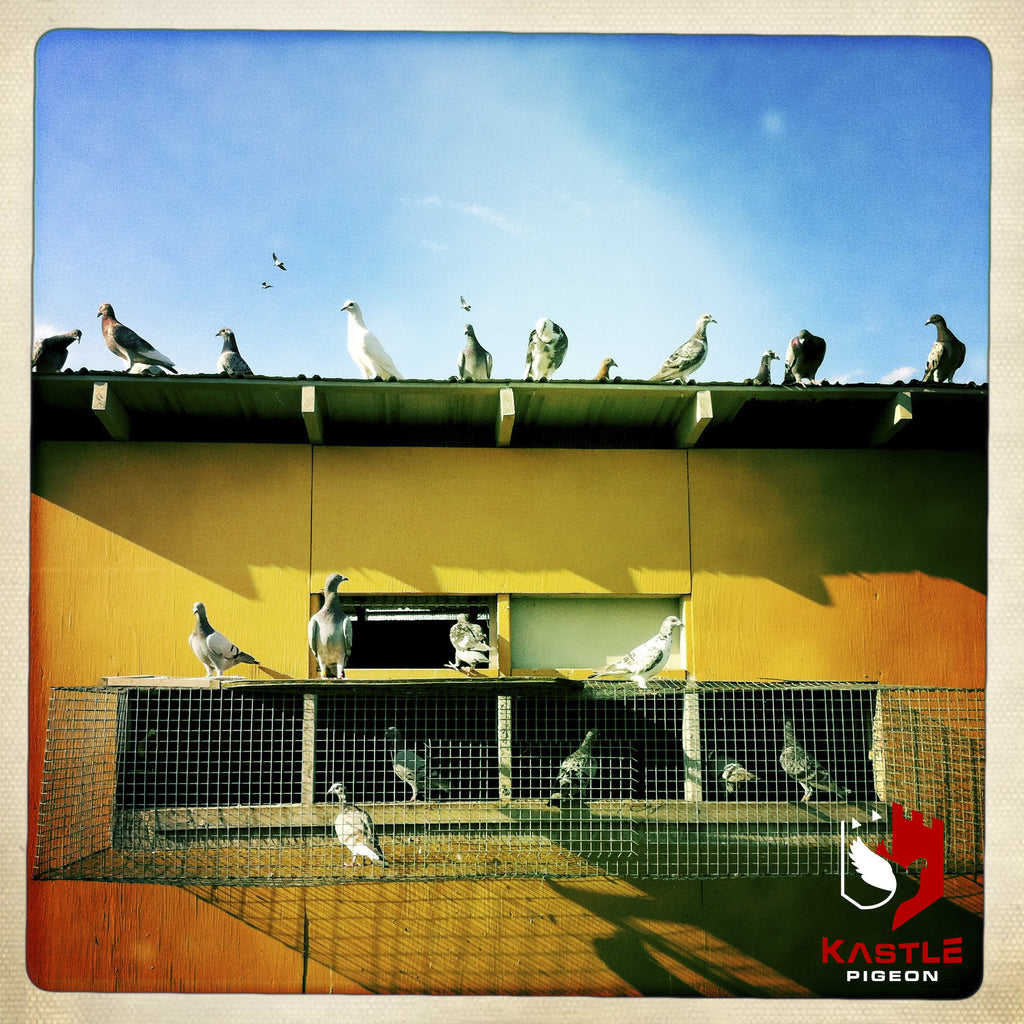 Acidifier Plus: Probiotics and Electrolytes for Pigeons – Kastle Pigeon